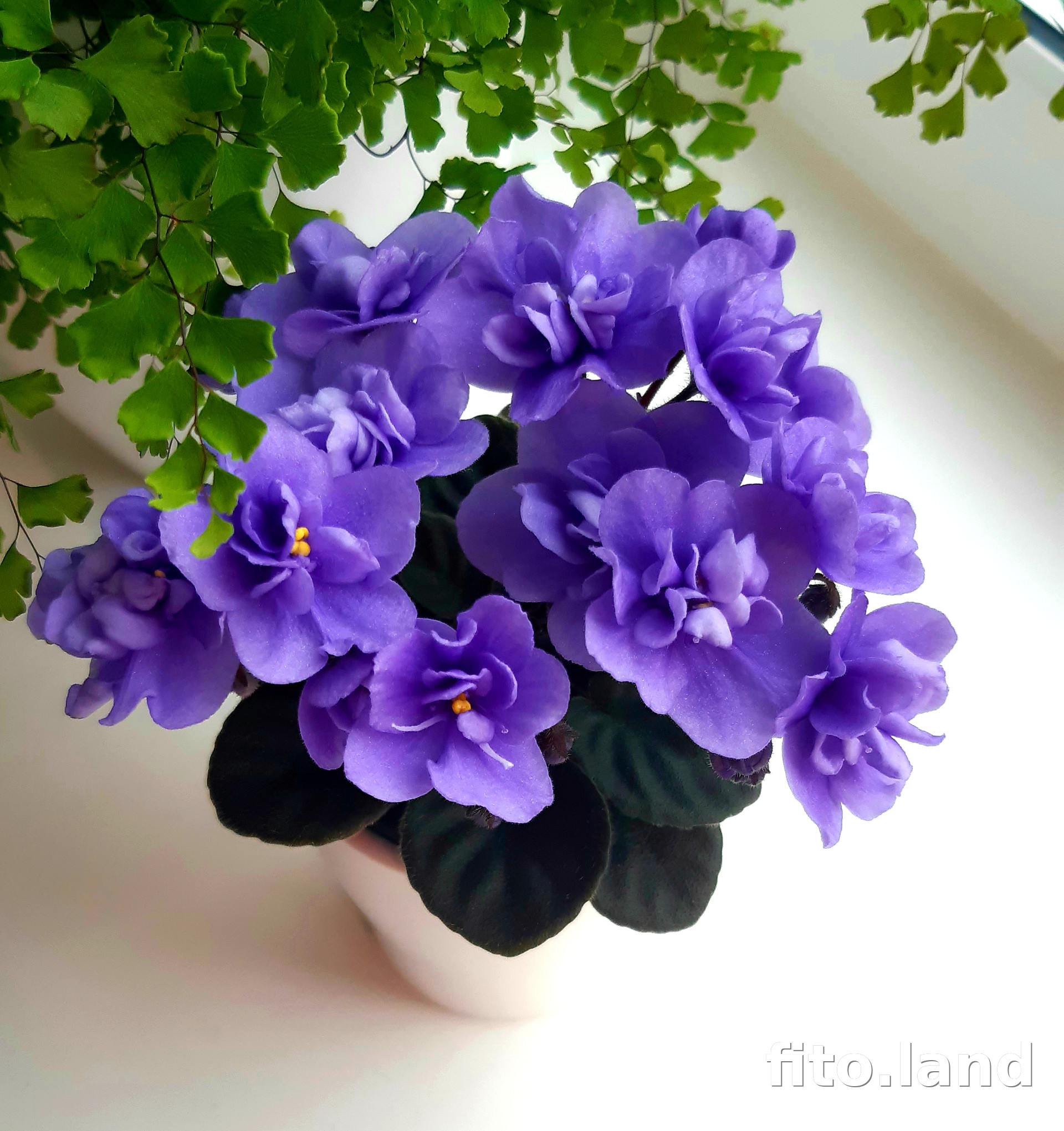 Фиалка Ballet Loni