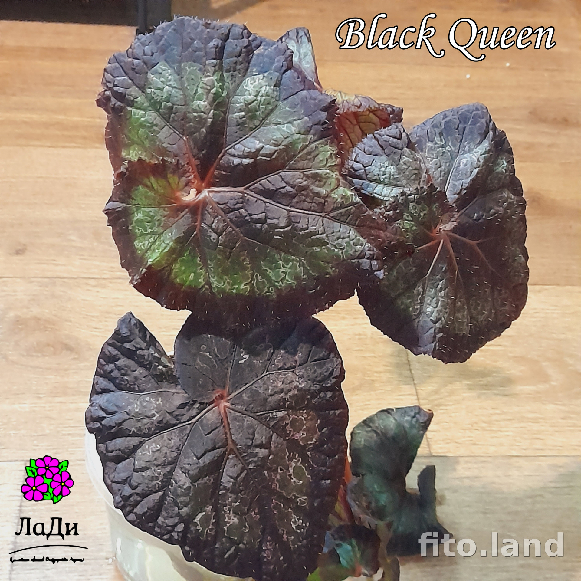 Бегония Black Queen