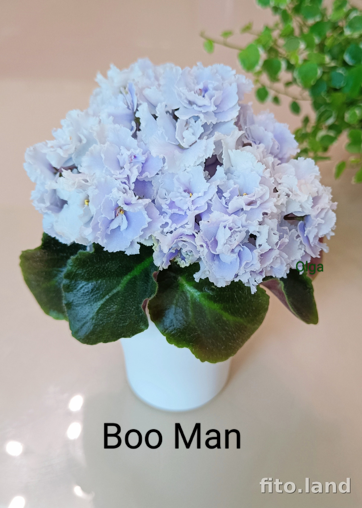 Фиалка Boo Man