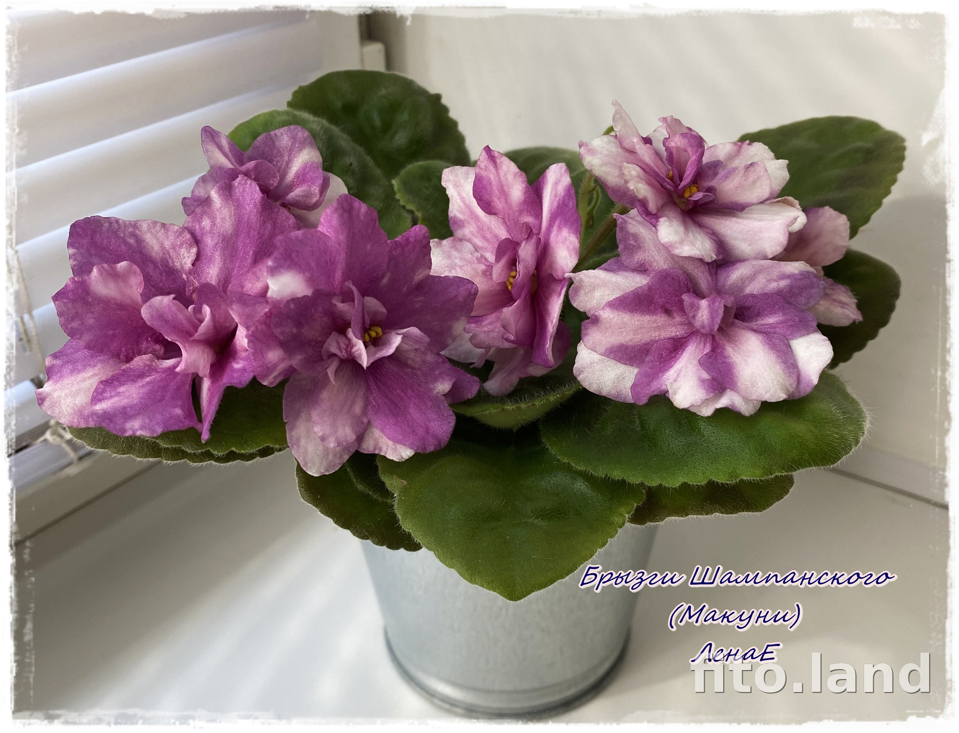 Фиалка Брызги Шампанского