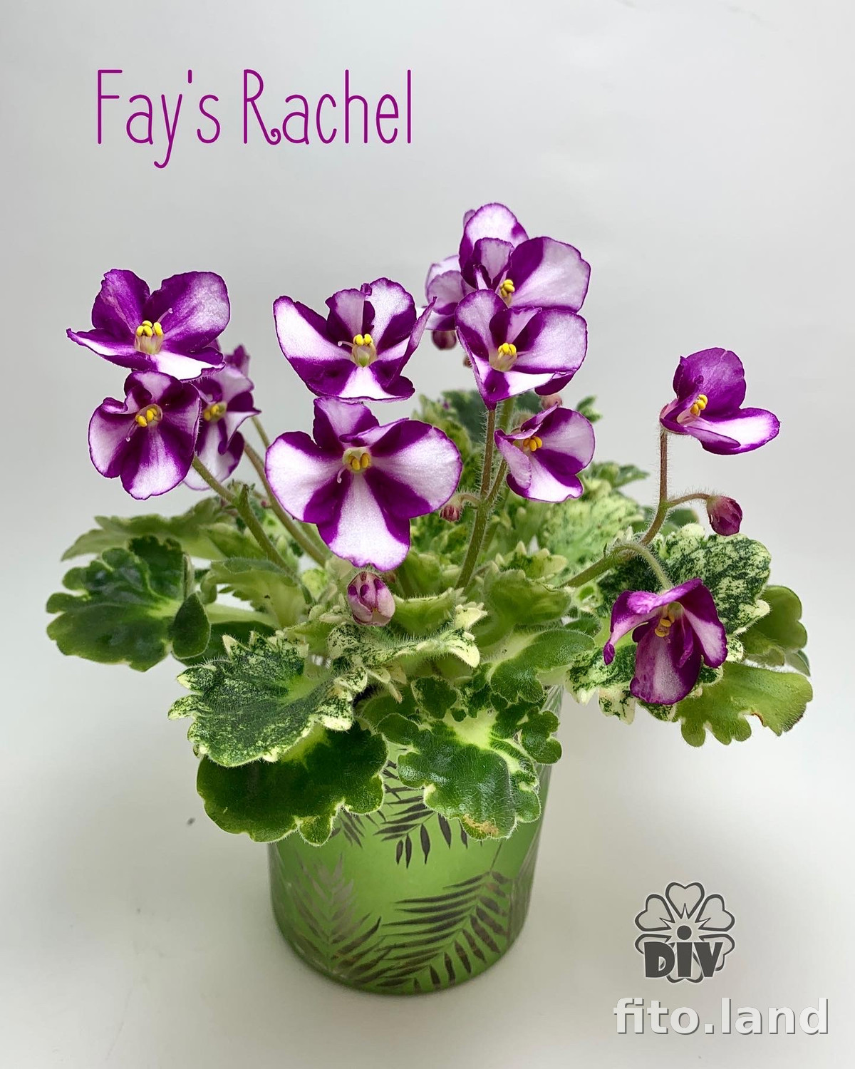 Фиалка Fay's Rachel