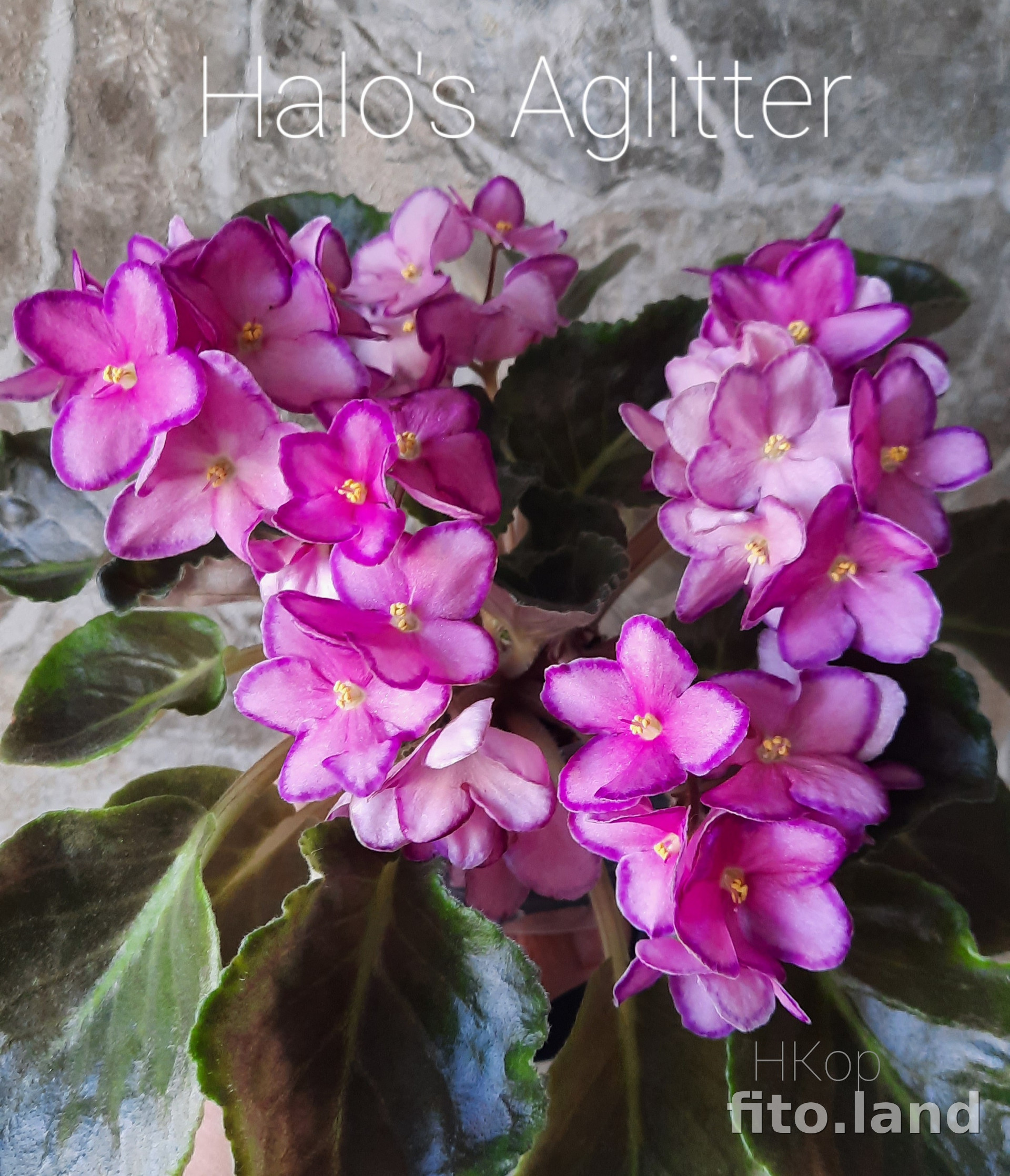 Фиалка Halo's Aglitter