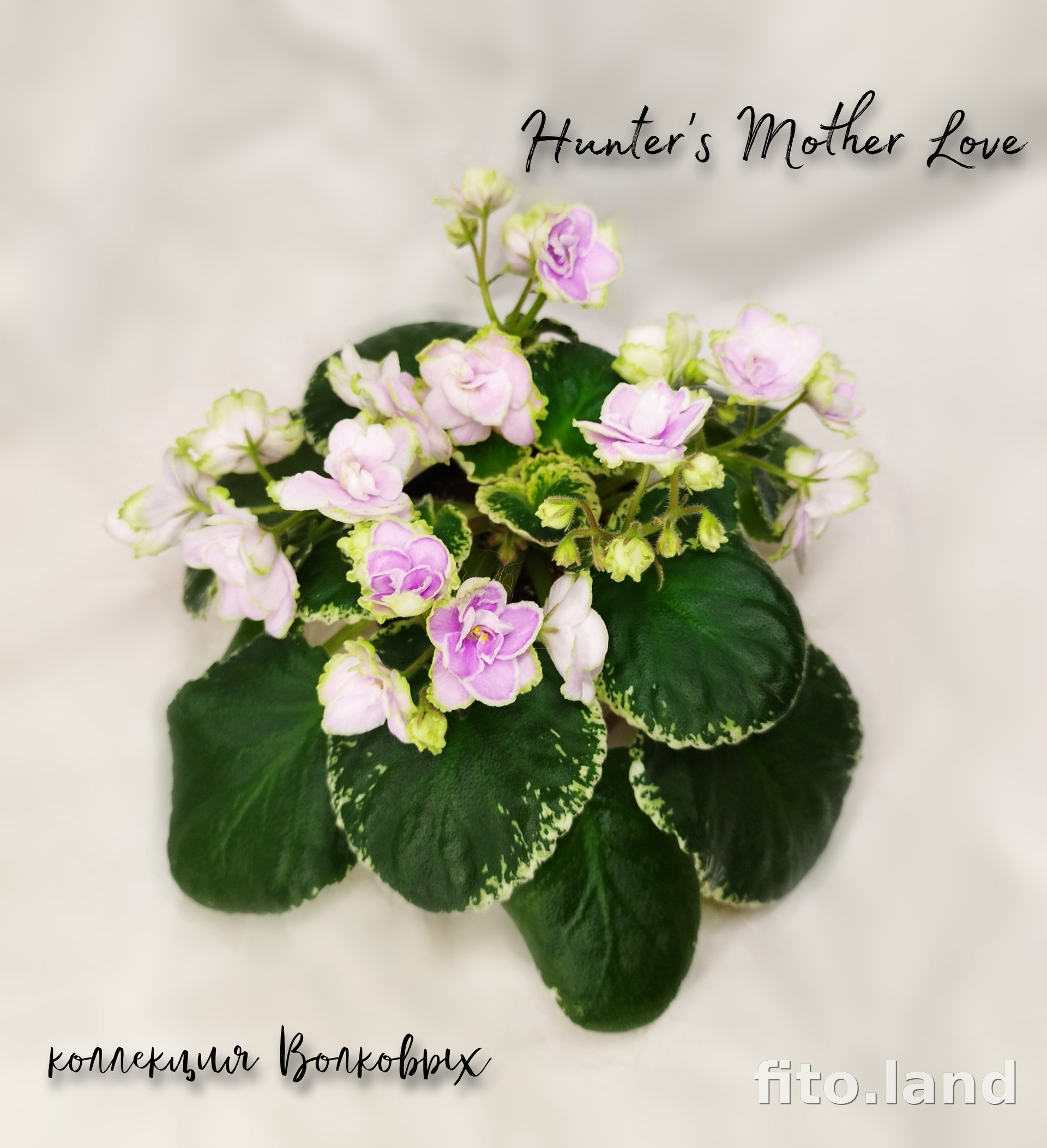 Фиалка Hunter's Mother's Love