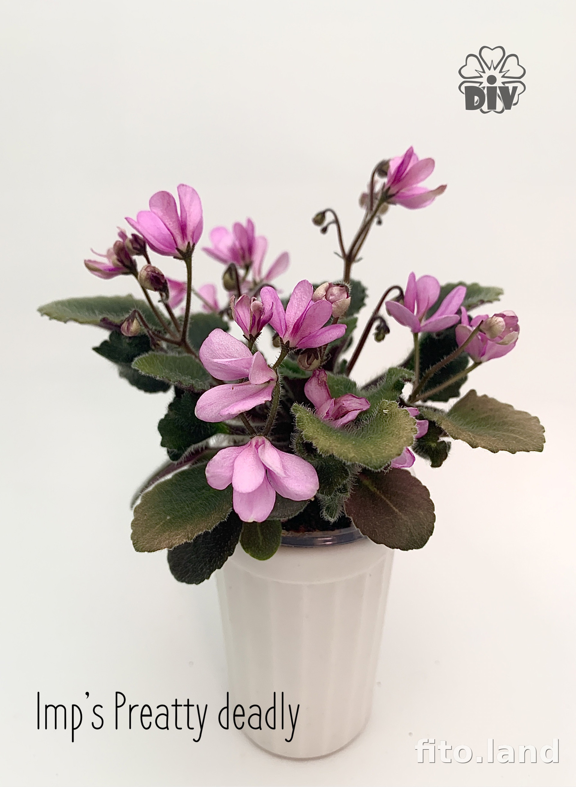 Фиалка Imp's Pretty Deadly