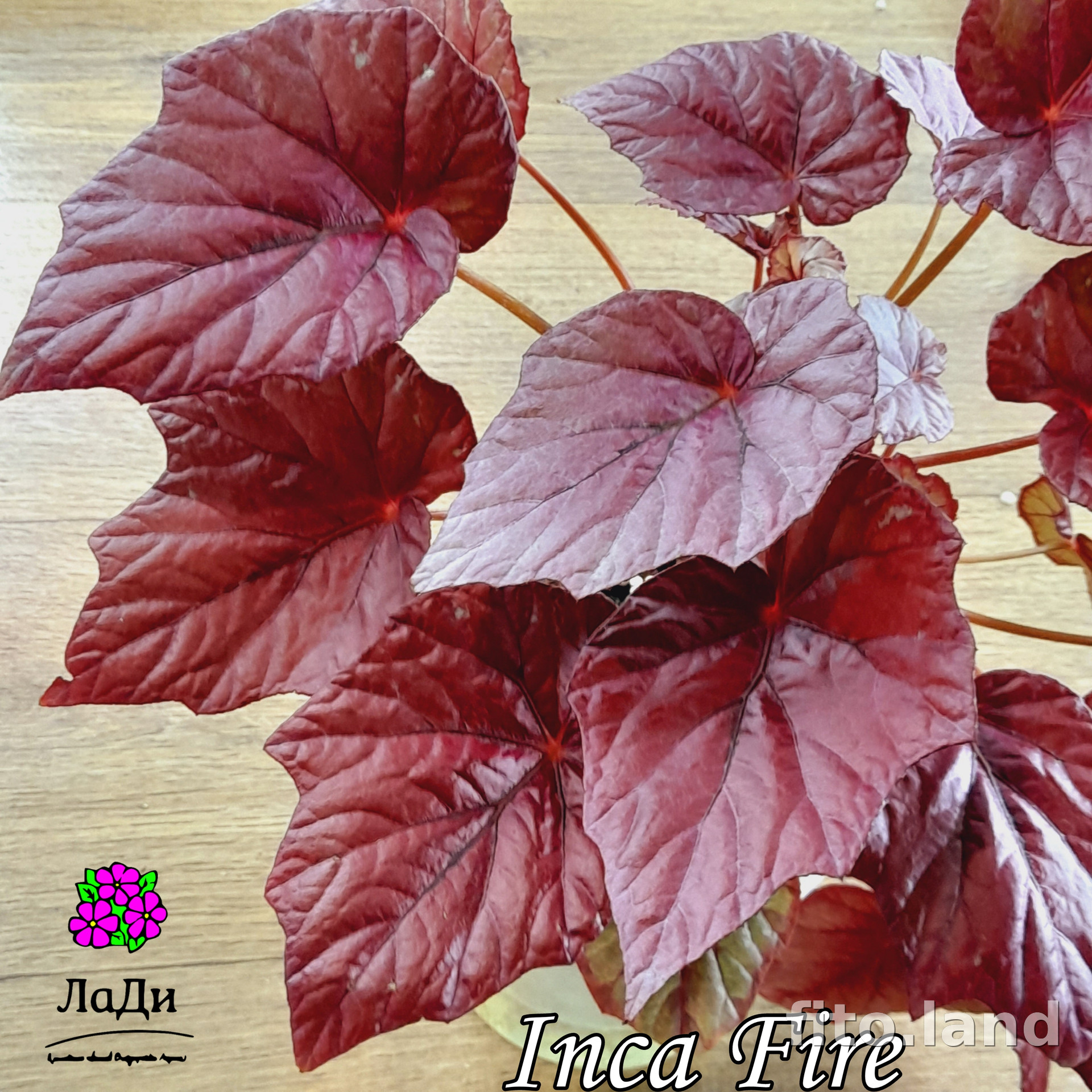 Бегония Inca Fire