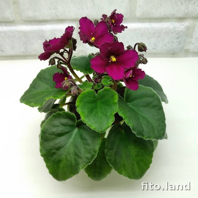 Фиалка Jolly Red