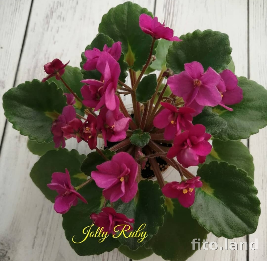 Фиалка Jolly Ruby