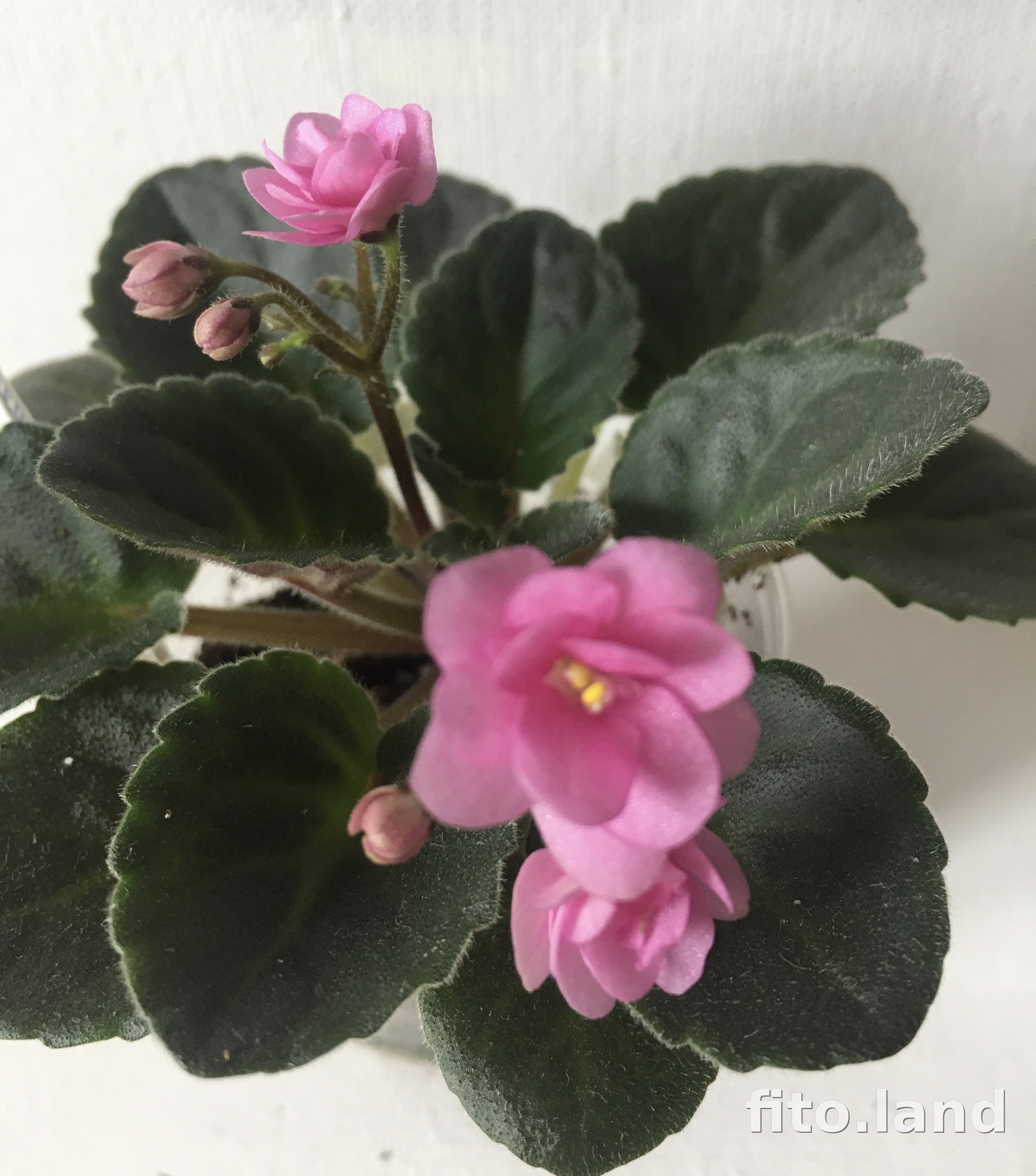 Фиалка Kentucky Berry Bush