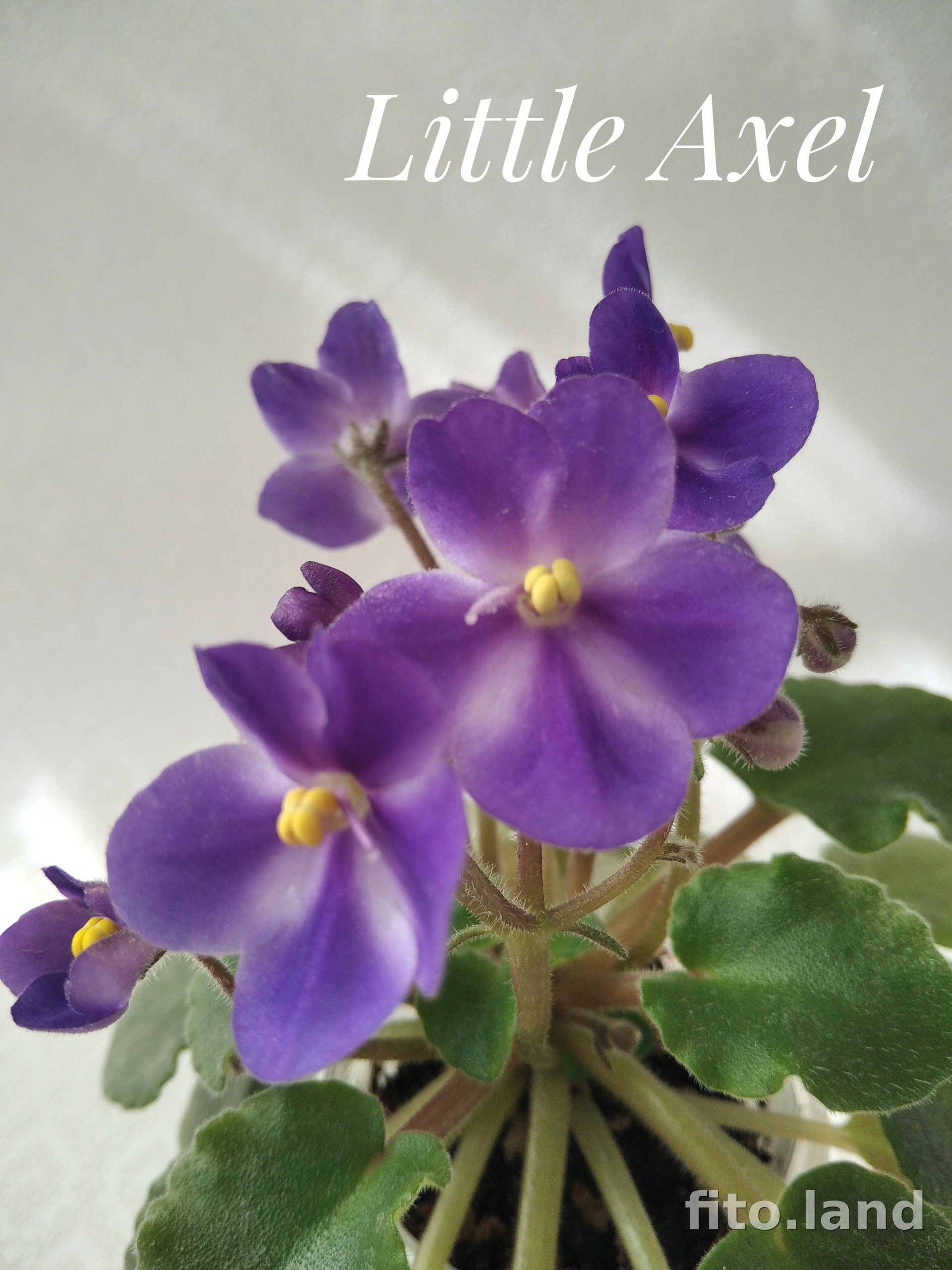 Фиалка Little Axel