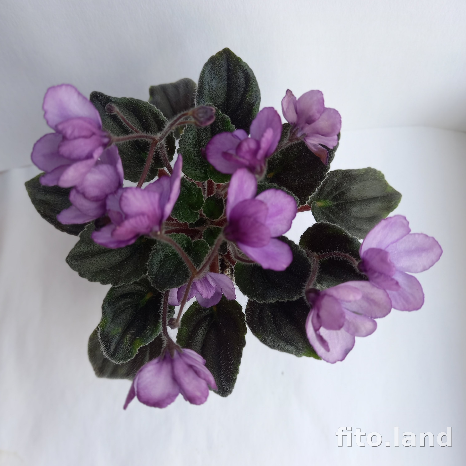 Фиалка Maas' Angelina