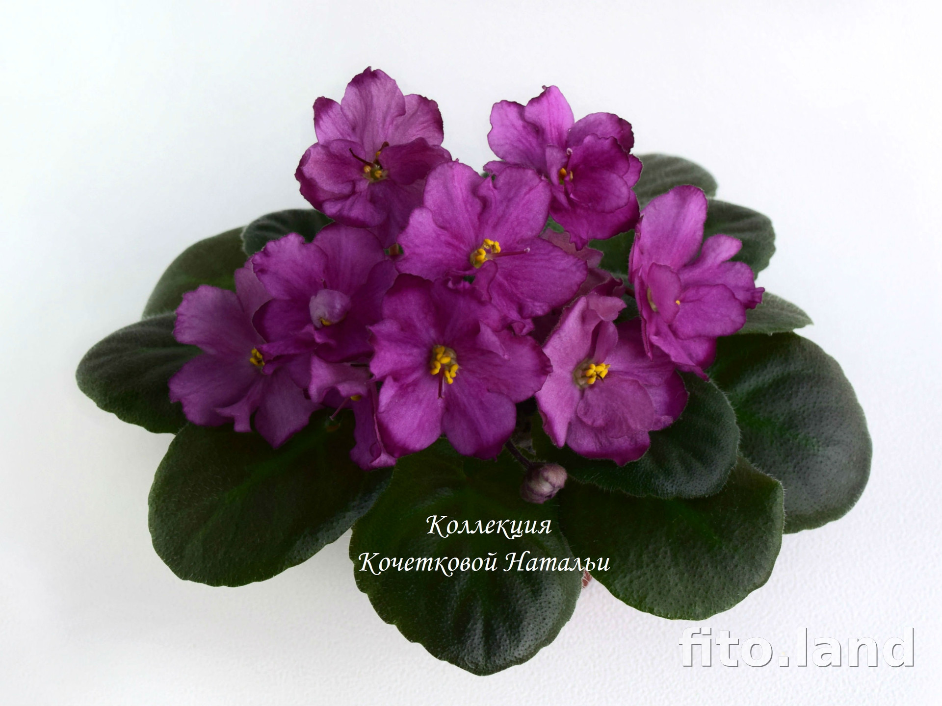 Фиалка Pay Dirt