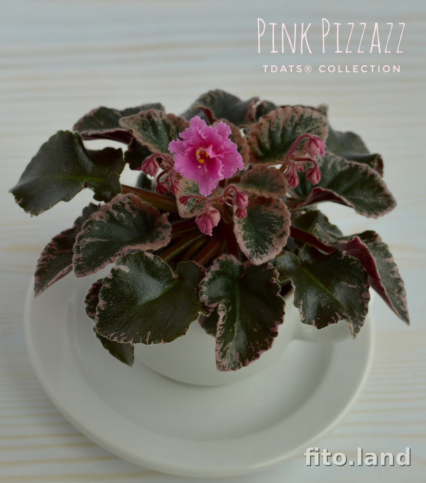 Фиалка Pink Pizazz