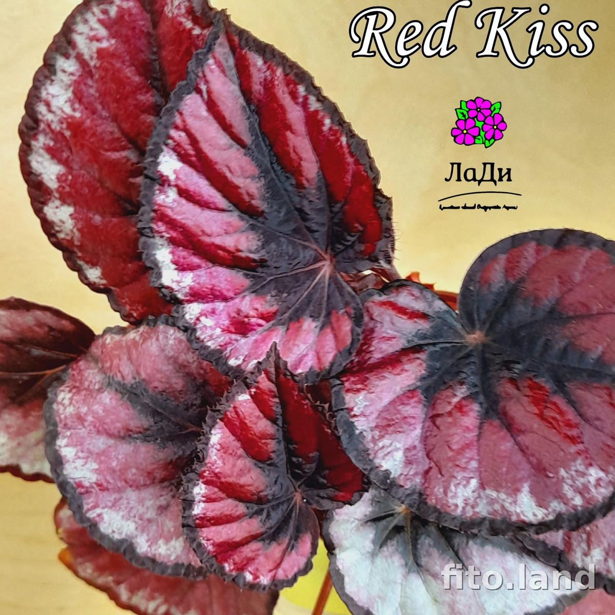 Бегония Red Kiss