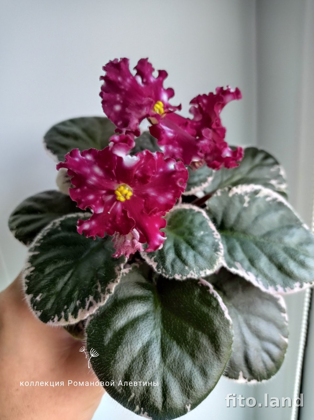 Фиалка Rivermist Zeeva