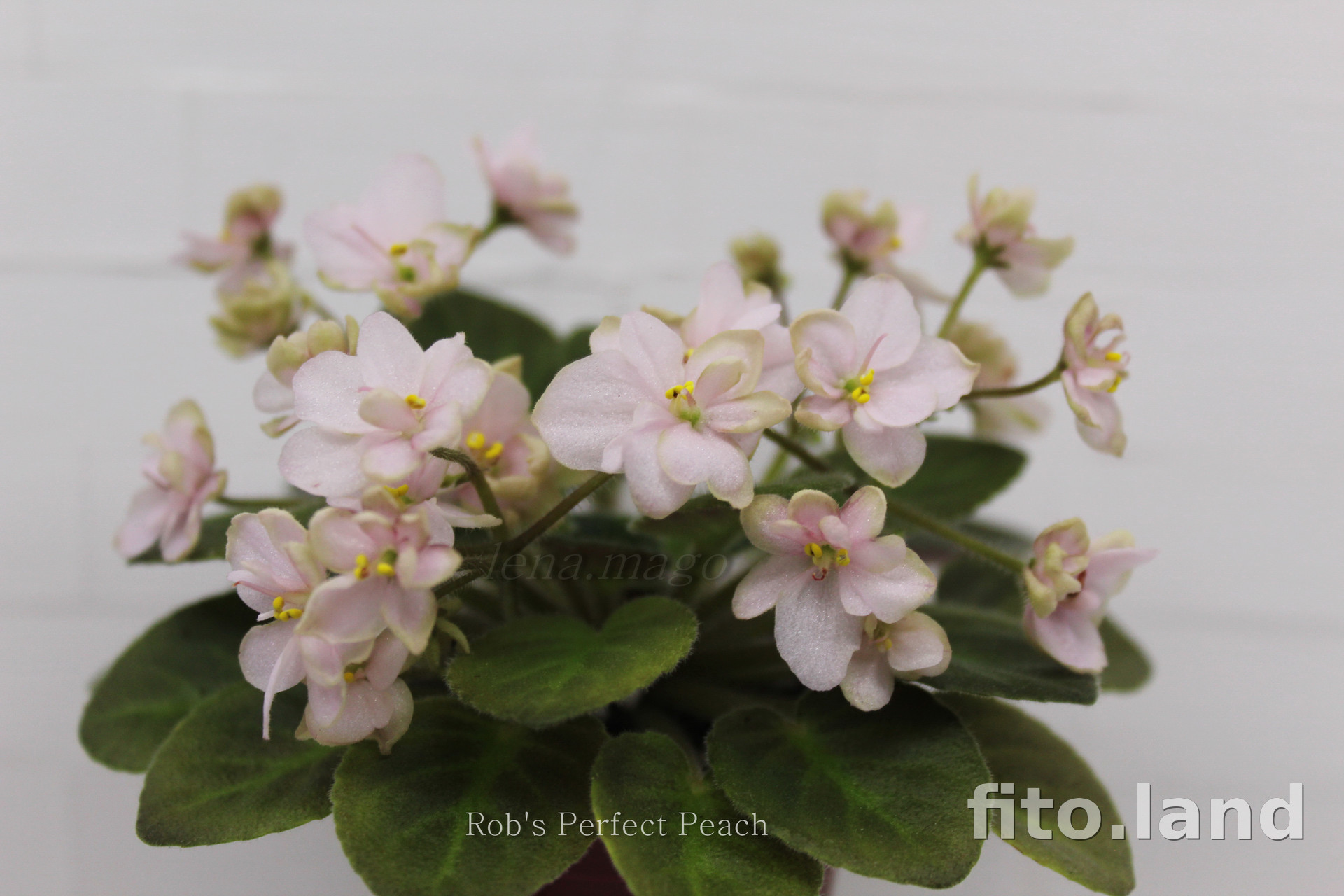 Фиалка Rob's Perfect Peach