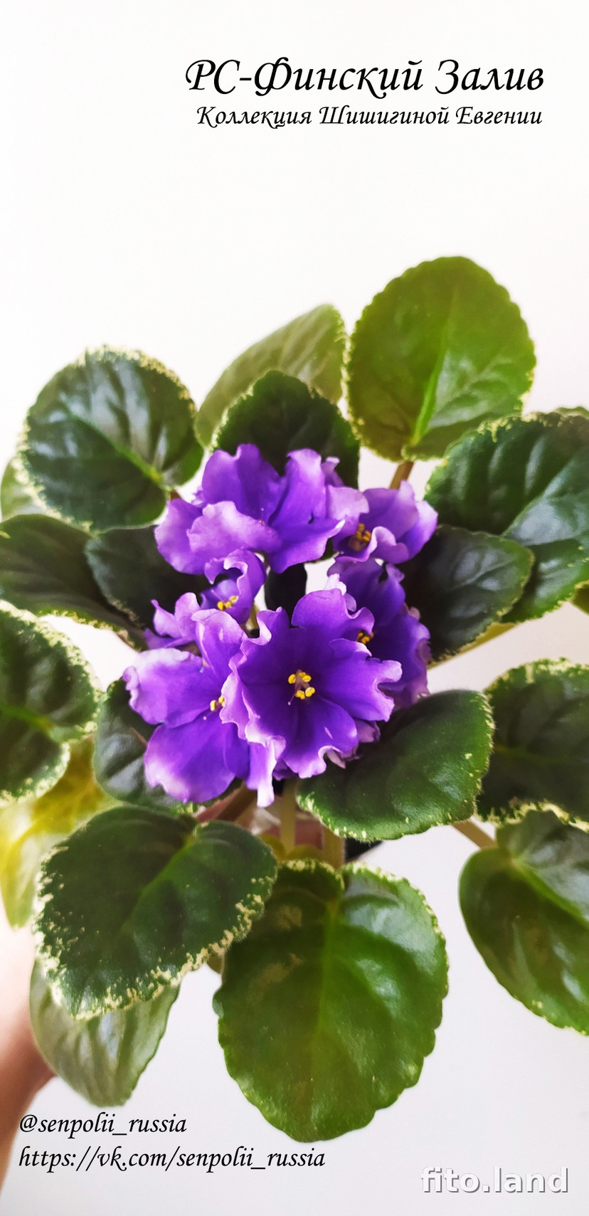 Фиалка РС-Финский Залив