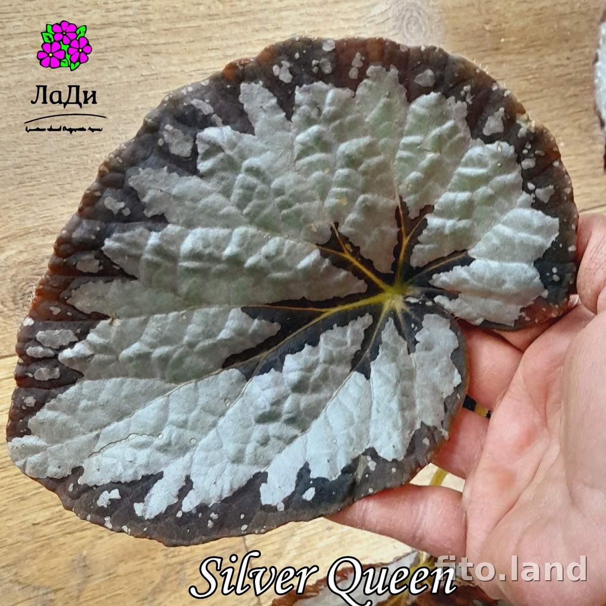 Бегония Silver Queen