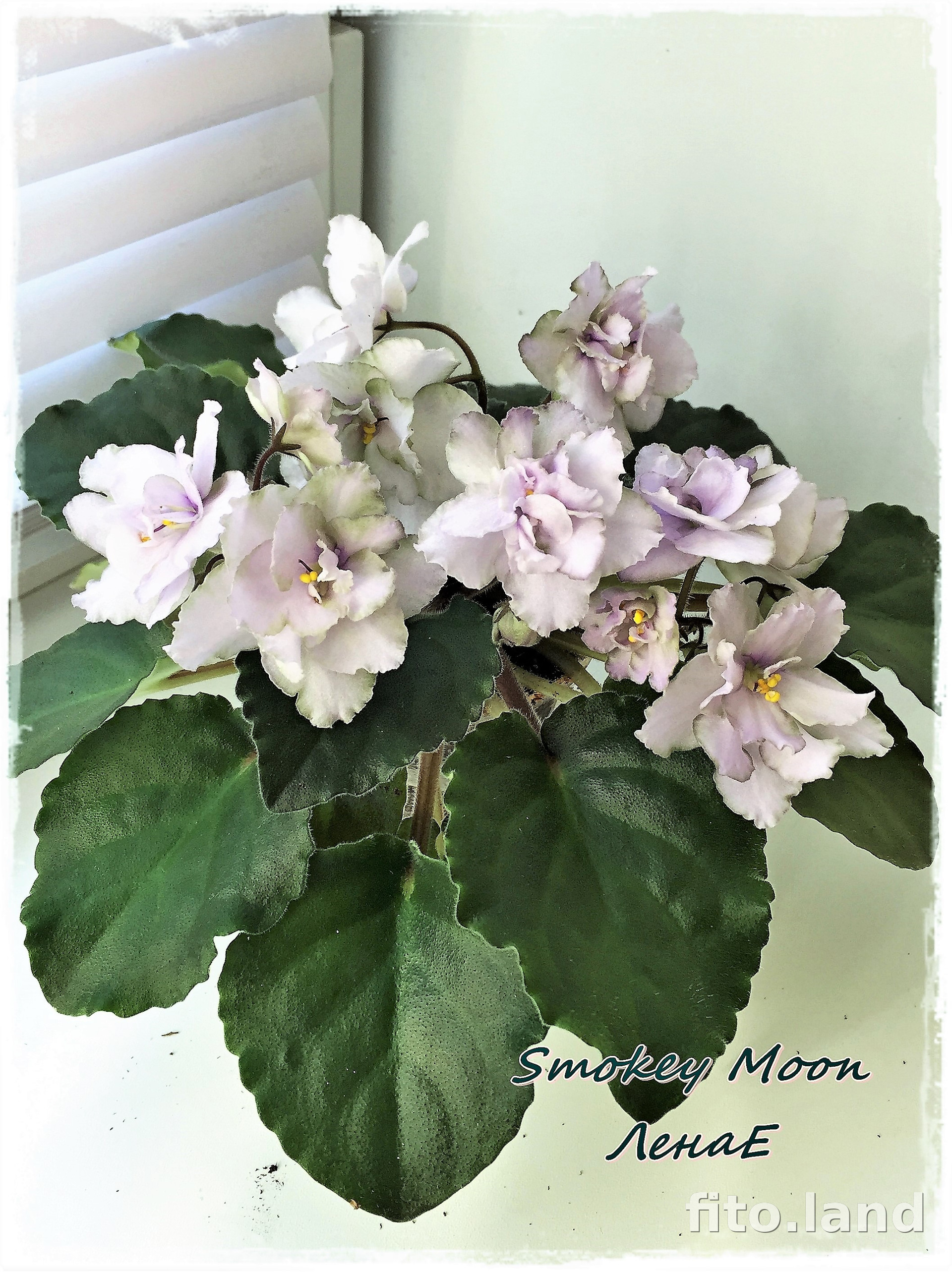 Фиалка Smokey Moon