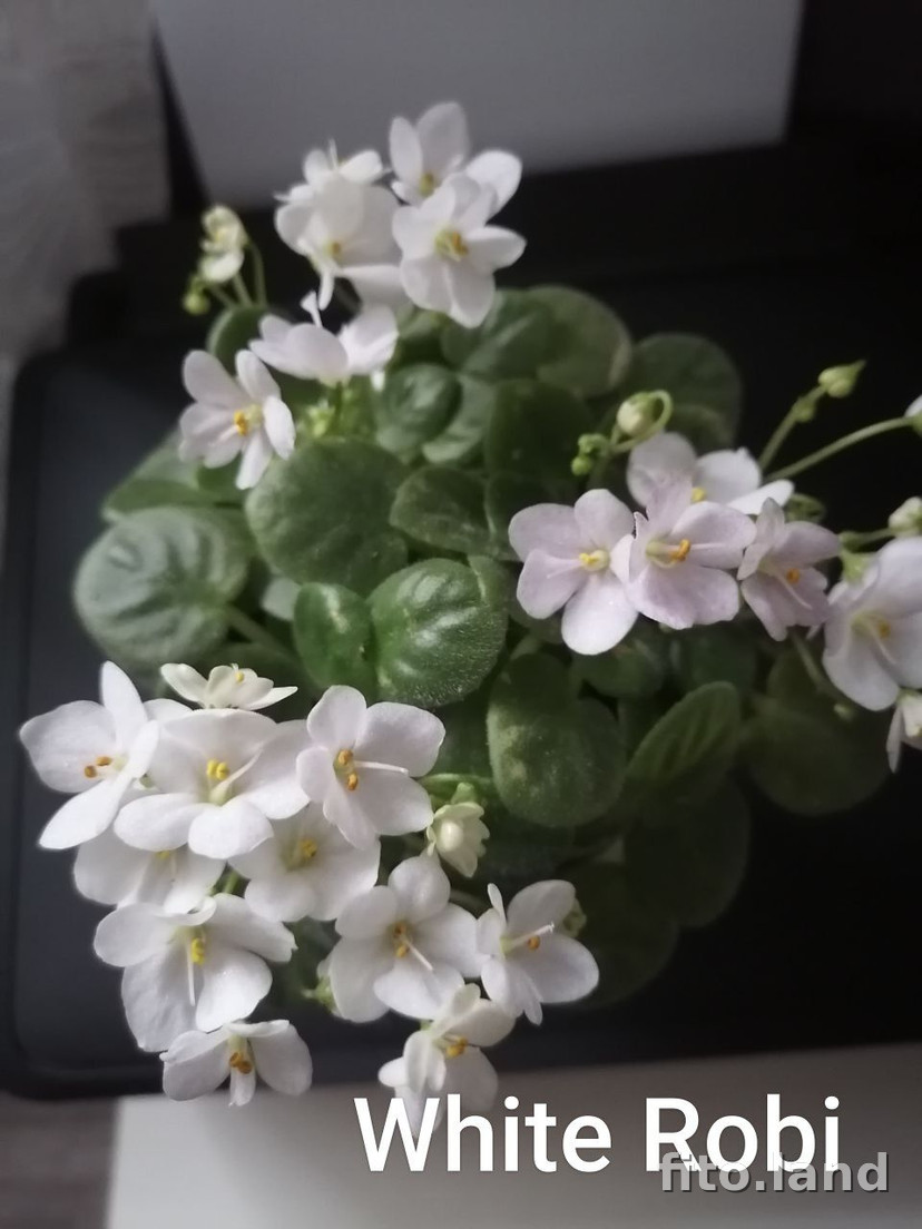 Фиалка White Robi