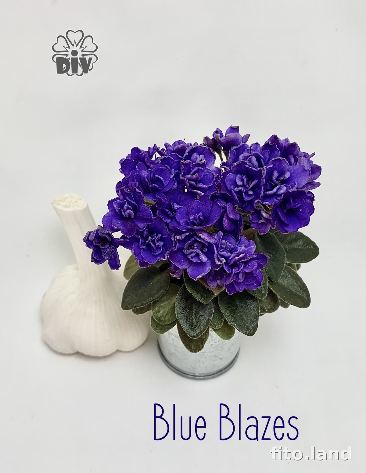 Фиалка Blue Blazes