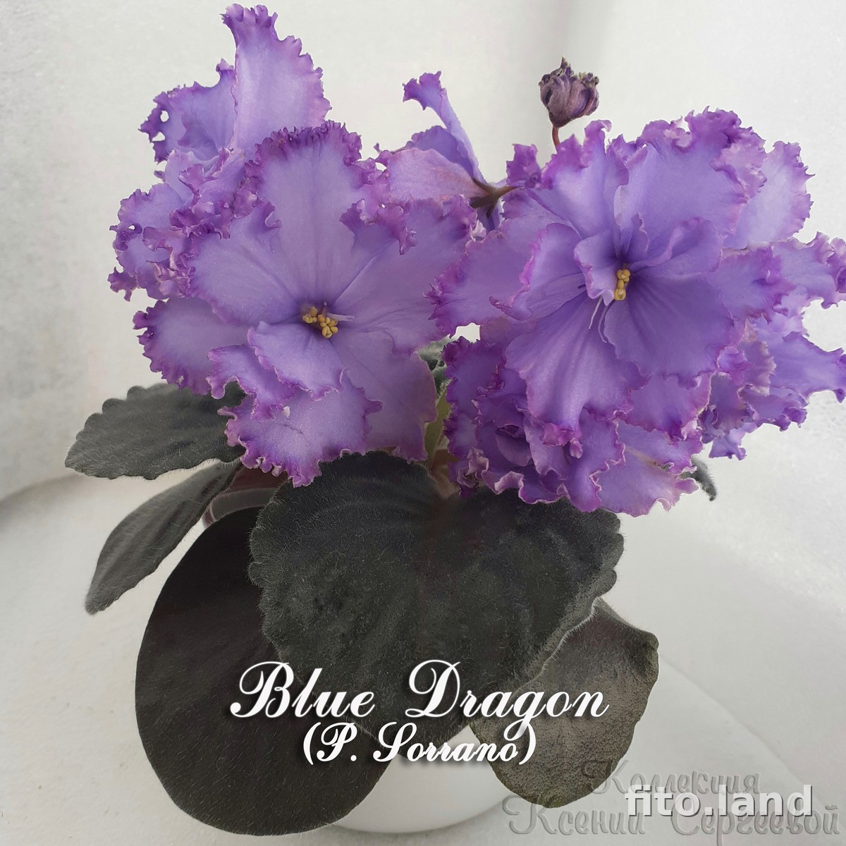 Фиалка Blue Dragon