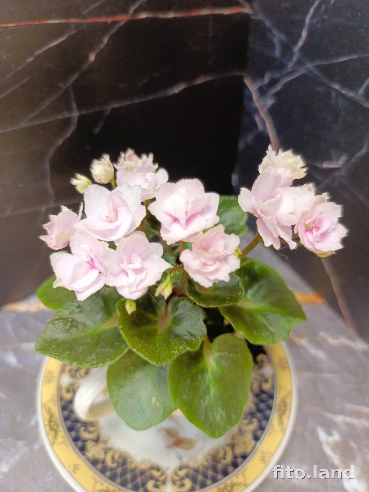 Фиалка Celtic Rose
