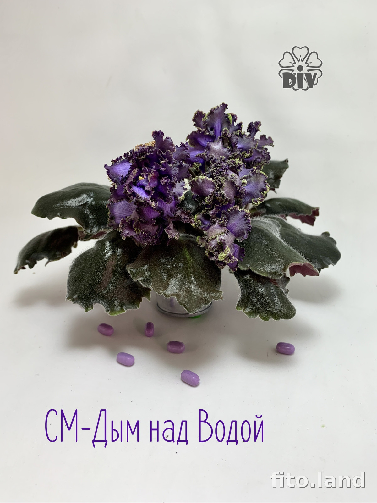Фиалка СМ-Дым над Водой