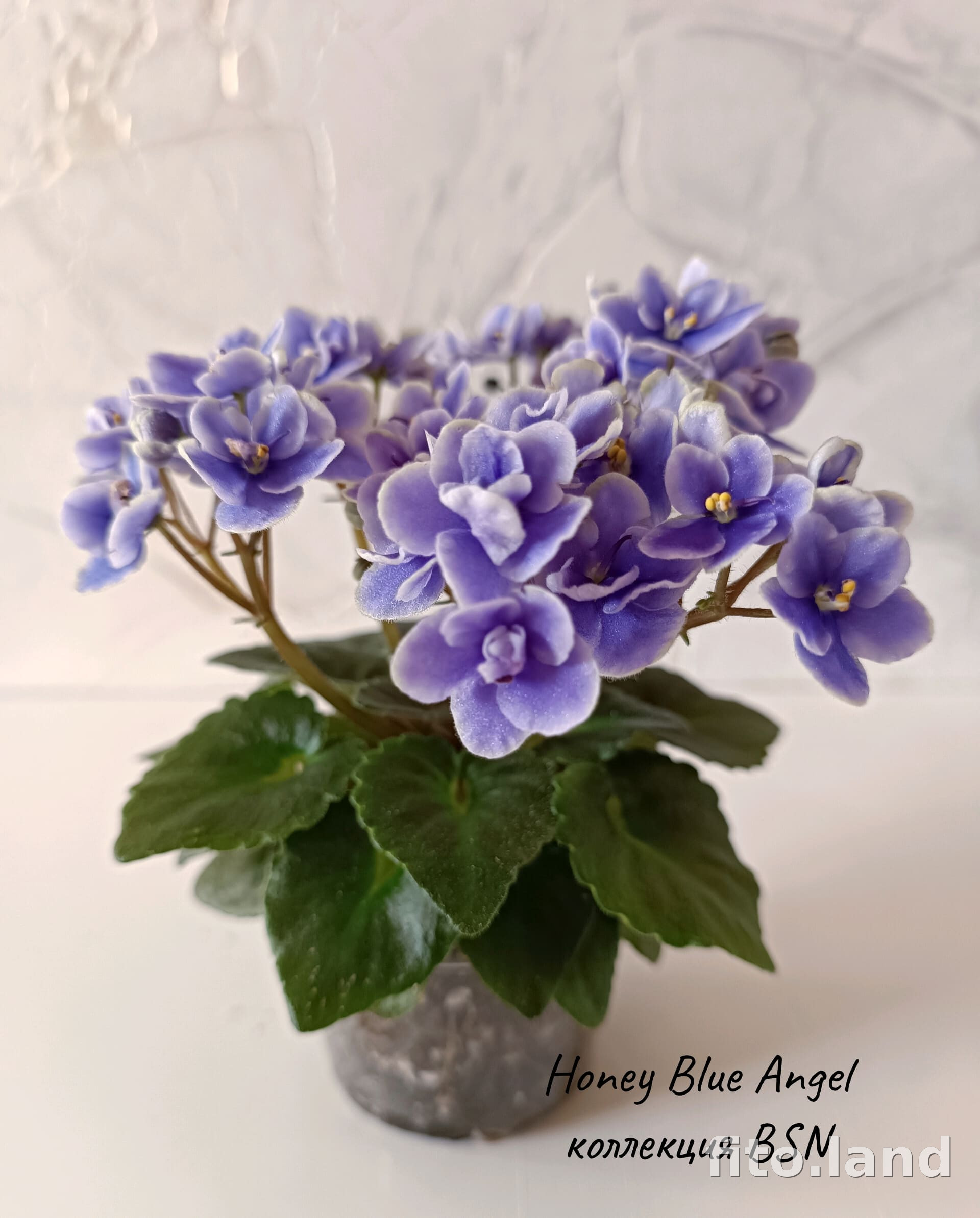 Фиалка Honey Blue Angel