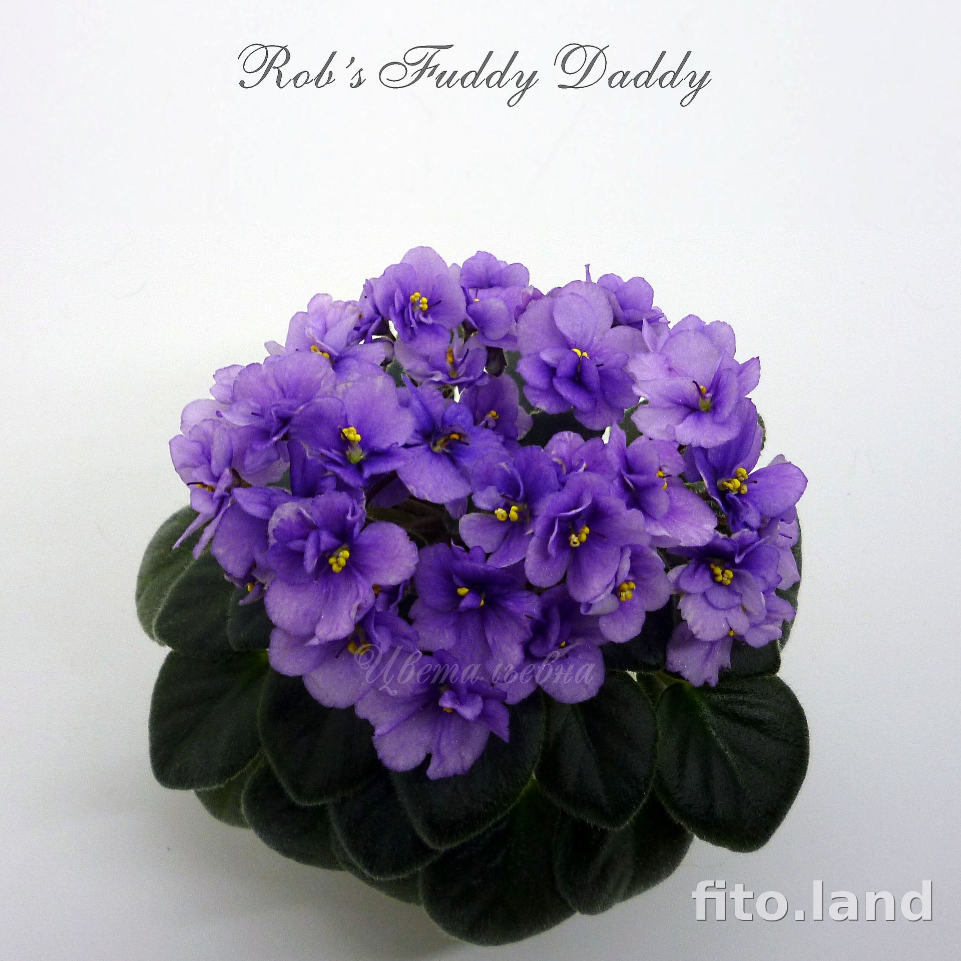 Фиалка Rob's Fuddy Duddy