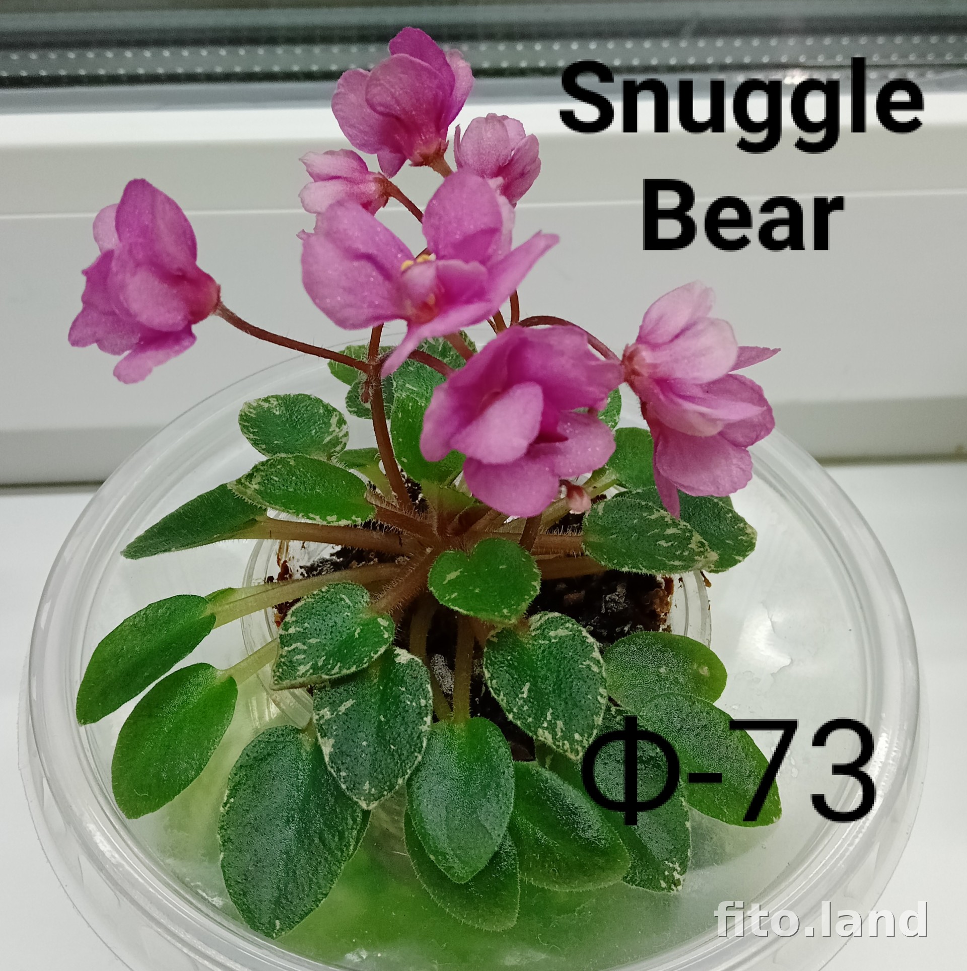 Фиалка Snuggle Bear