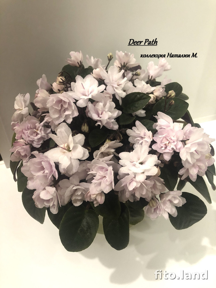 Фиалка Deer Path